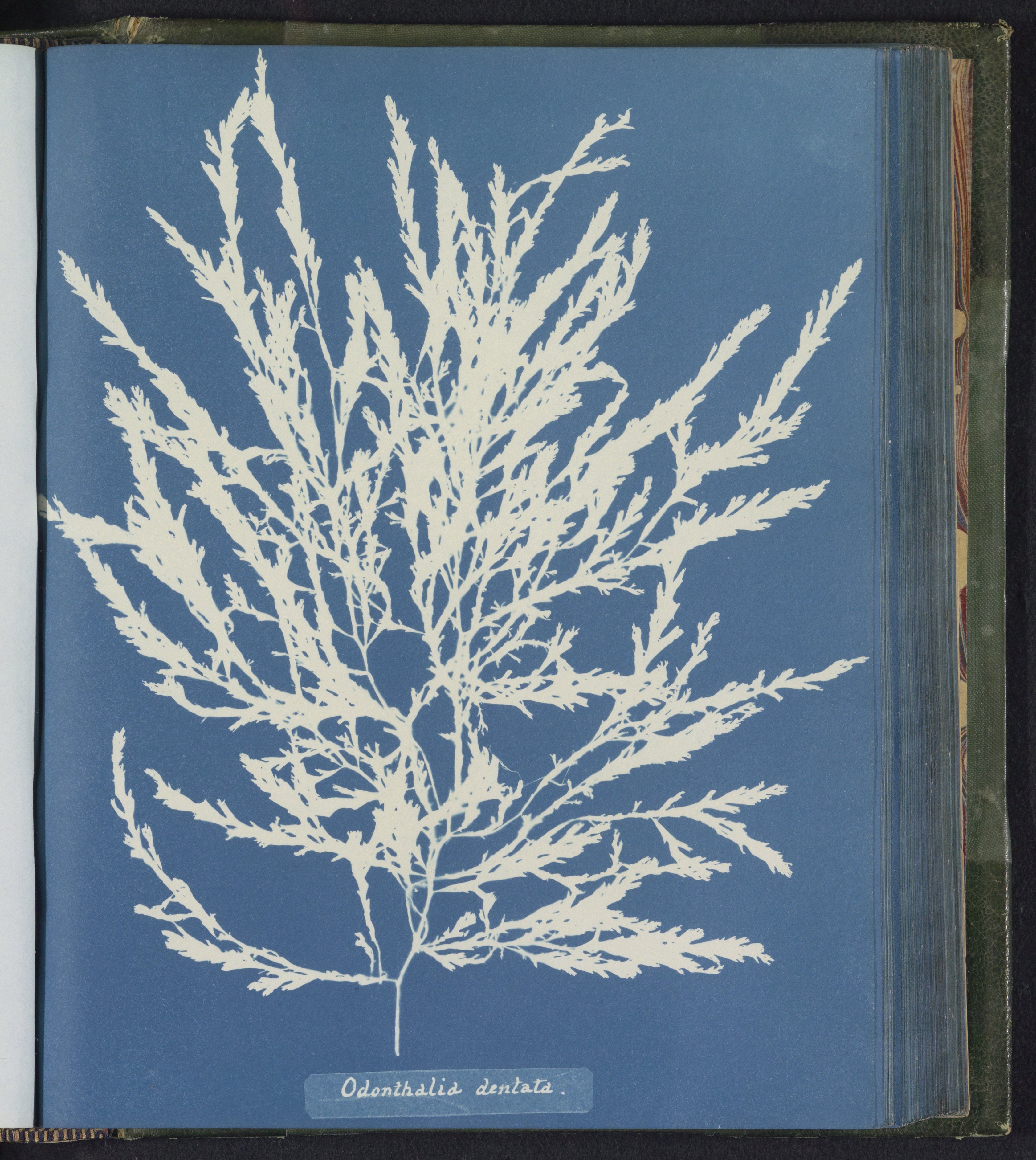 Anna Atkins: Pioneering Botanist and Creator of the First Photo Book ...